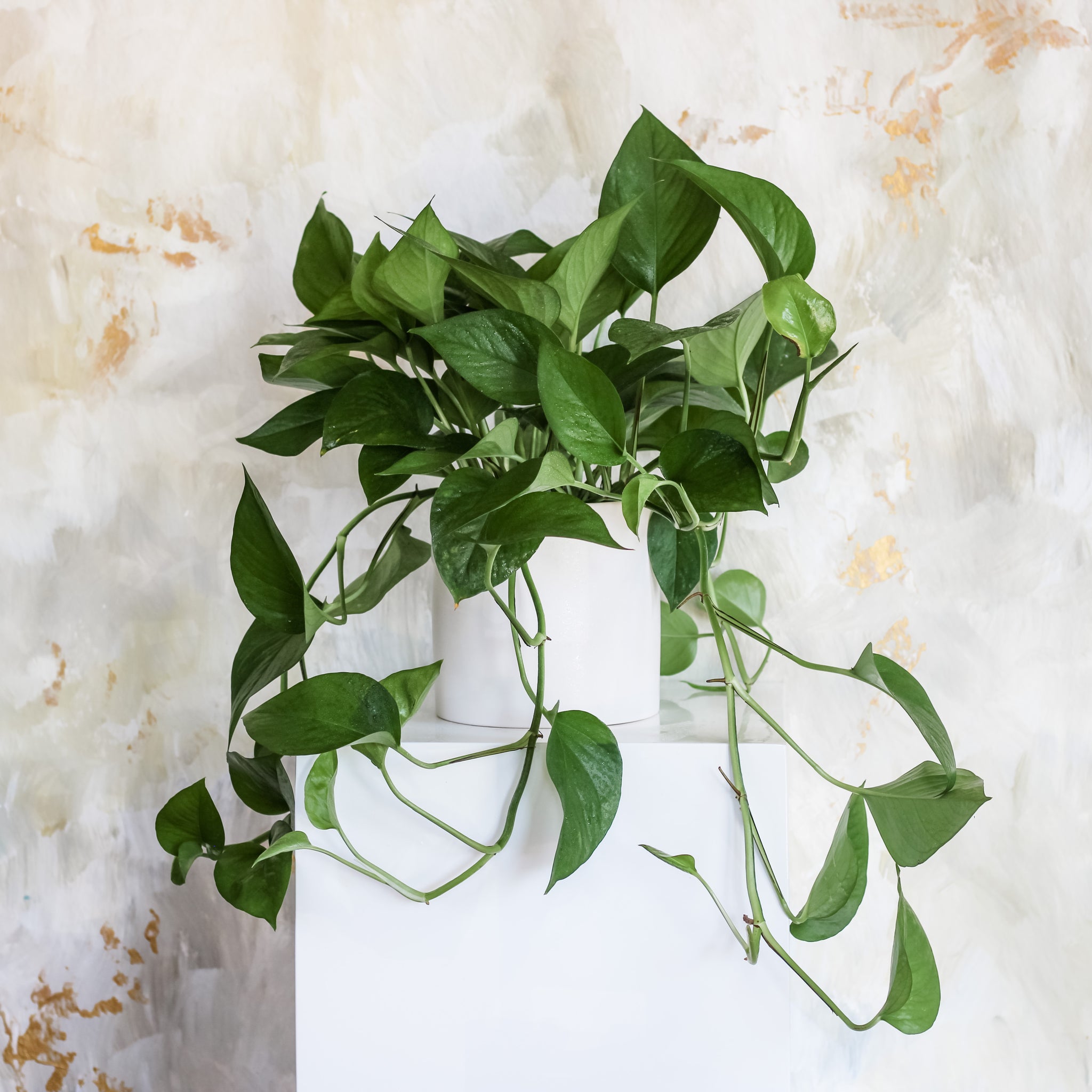 Jade Pothos | Lush, Low-Maintenance Indoor Plant