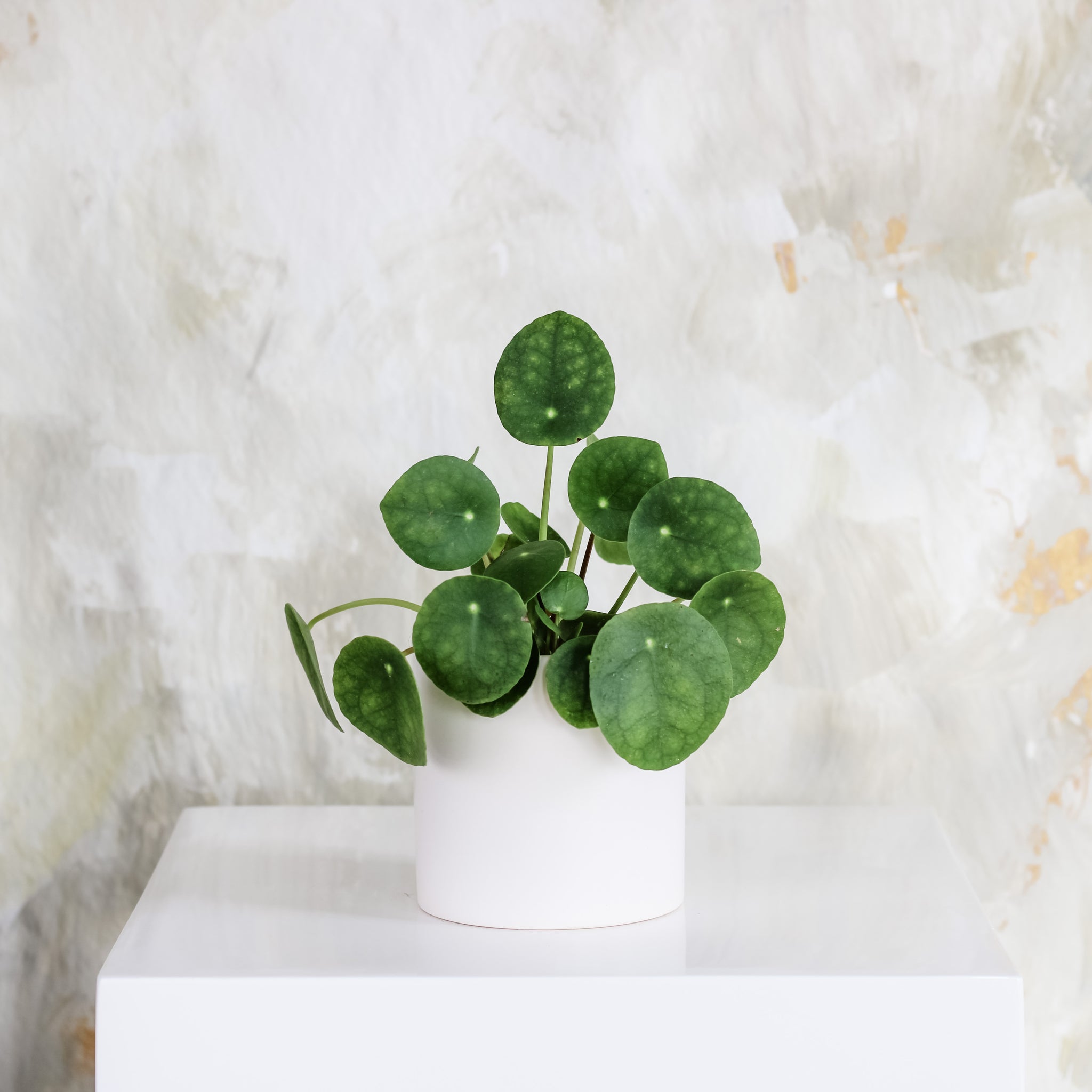 Pilea Plant | Easy-Care Greenery for Home & Office