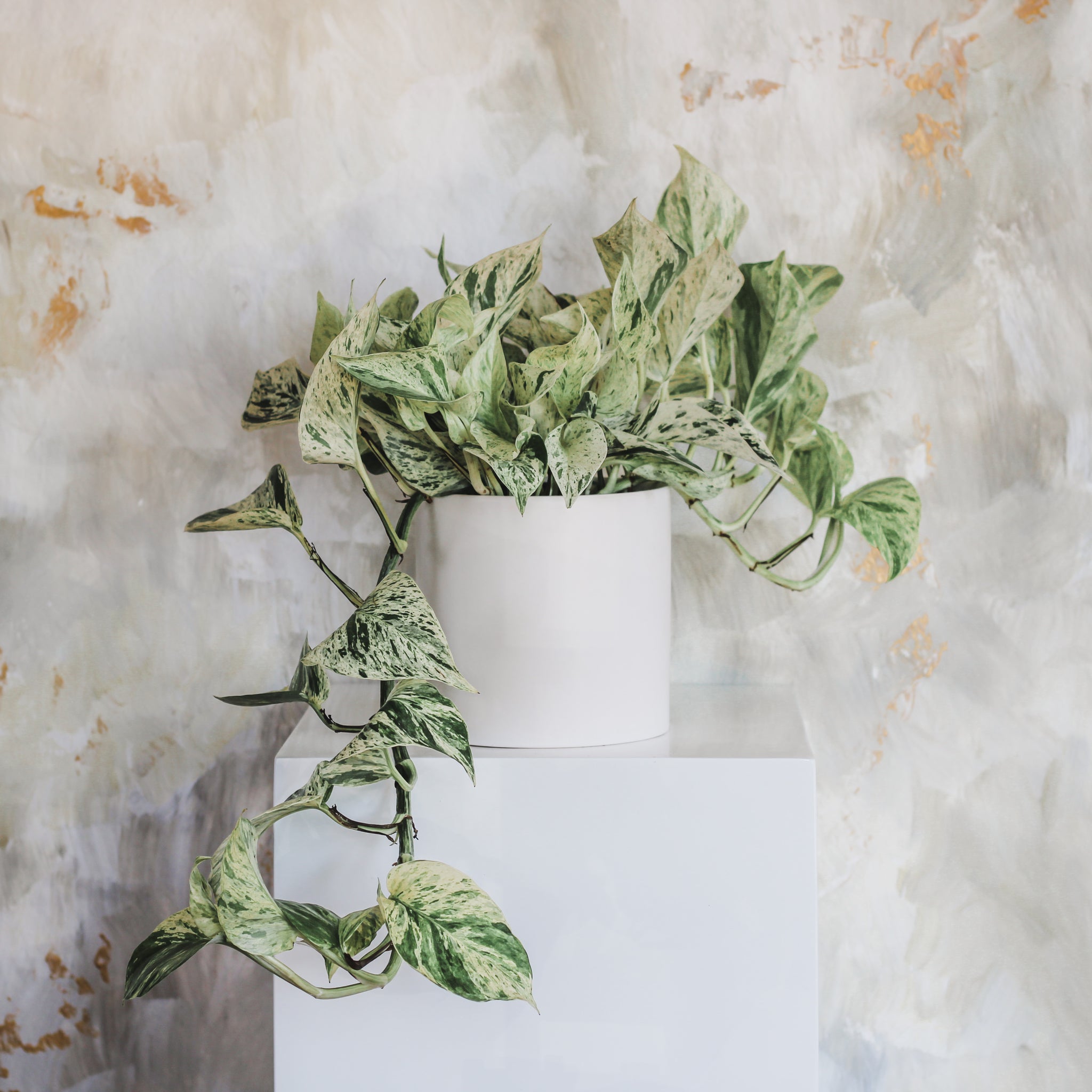 Marble Queen Pothos | Lush, Low-Maintenance Indoor Plant